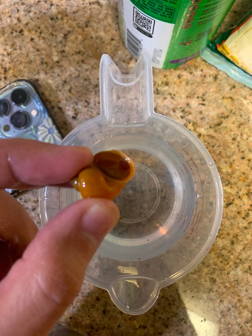 Is this snail alive? - General Chat - Aquarium Co-Op Forum
