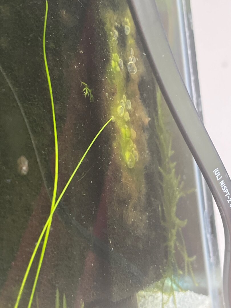 Anaerobic bacteria or just algae? (gas bubbles scare me) - Plants ...