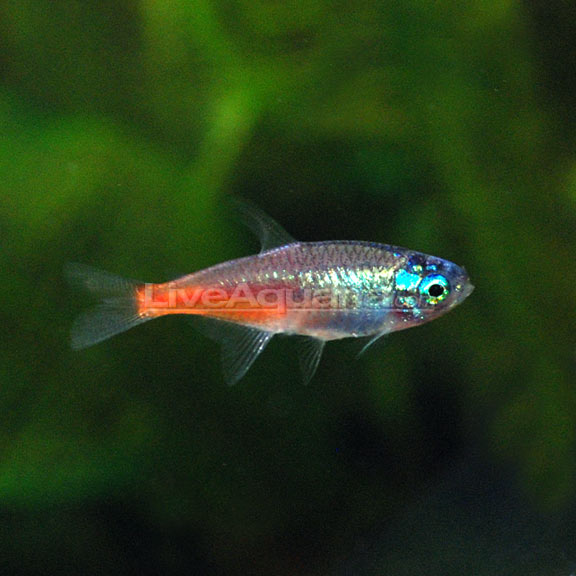 Fish id - General Chat - Aquarium Co-Op Forum