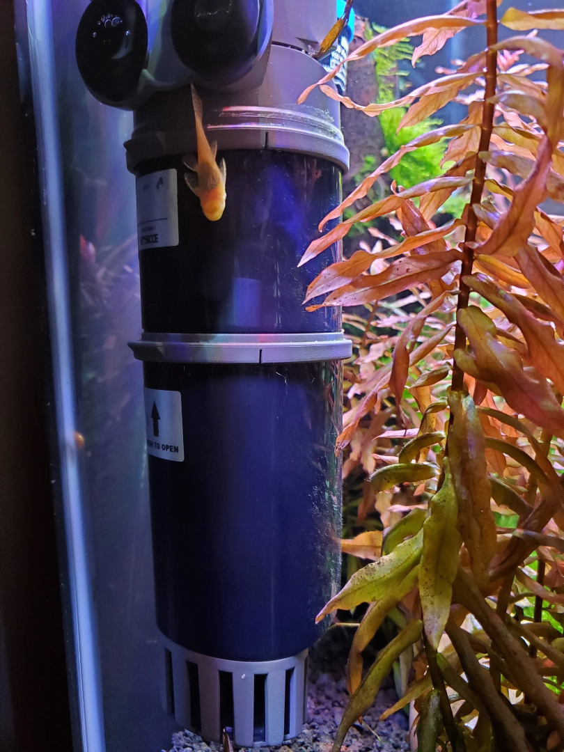Fry tank - Photos, Videos & Journals - Aquarium Co-Op Forum