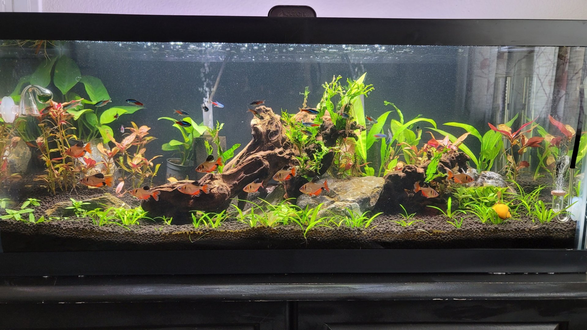 For 20 Gallon Long Fans -- What Should My Setup Be? - General Chat ...