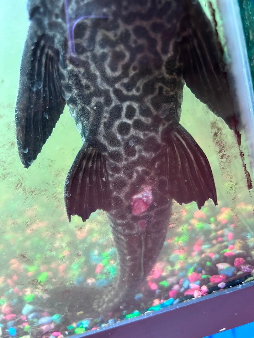 pleco age 10 red spots - Diseases - Aquarium Co-Op Forum