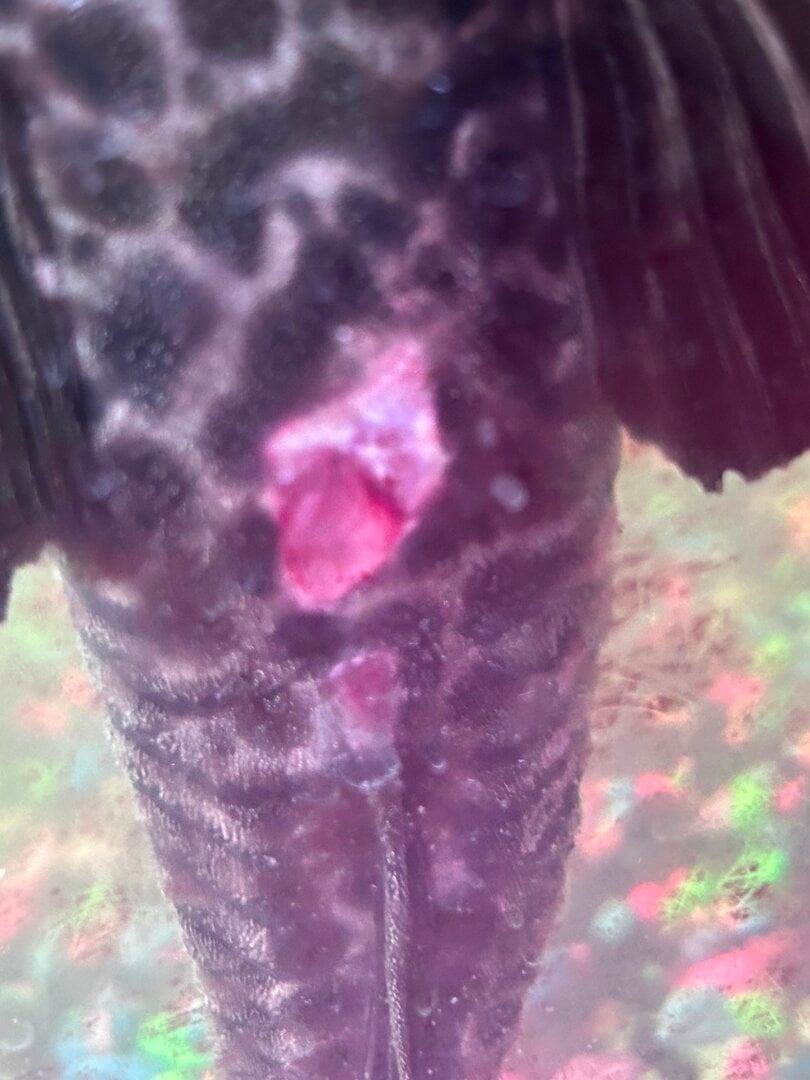 pleco age 10 red spots - Diseases - Aquarium Co-Op Forum