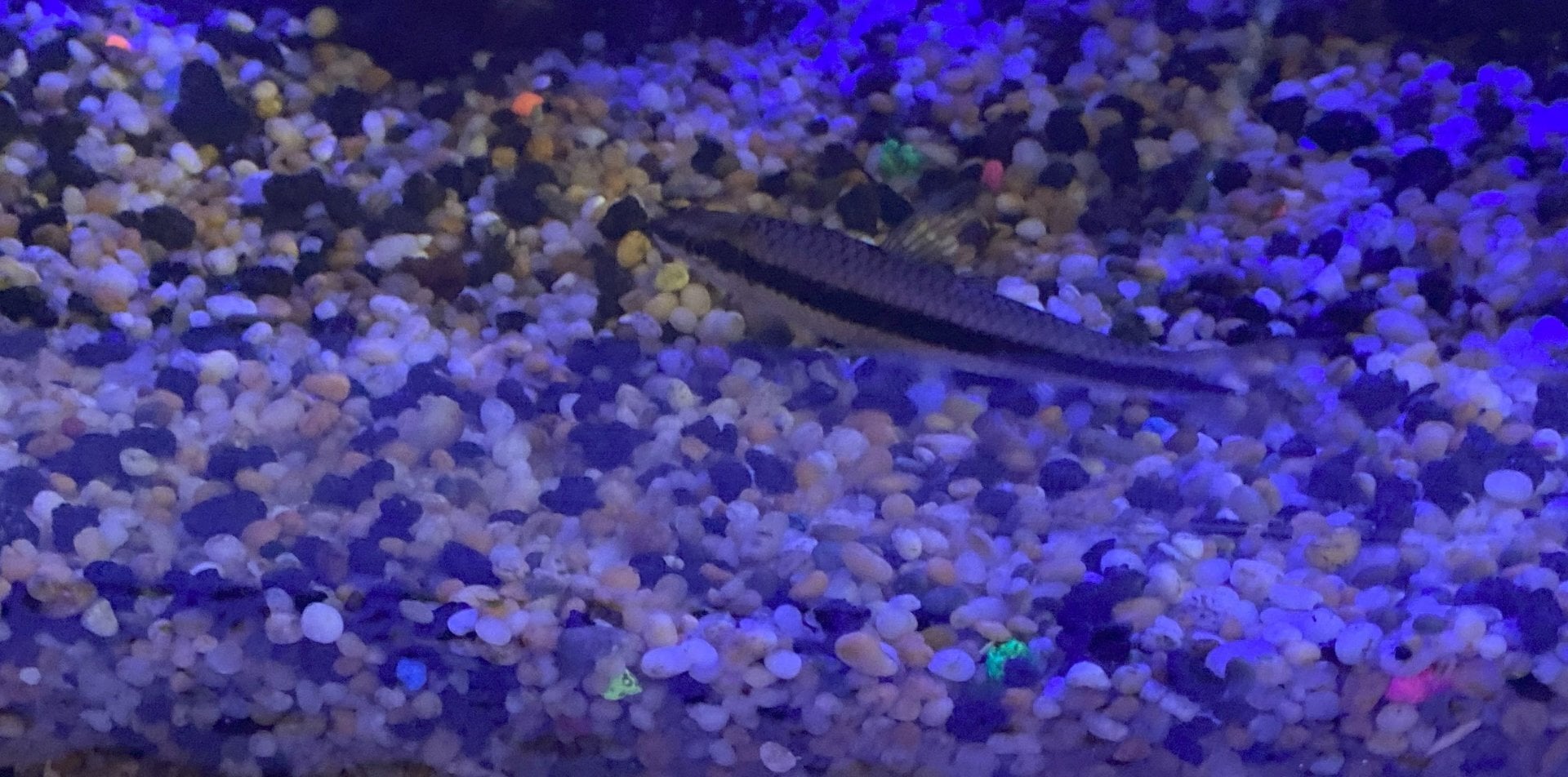 Getting rid of a Bully - General Chat - Aquarium Co-Op Forum