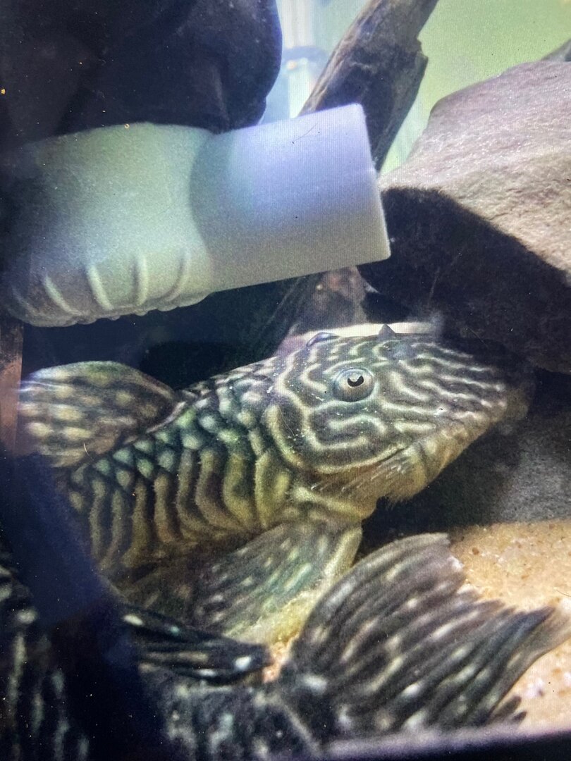 Wormline chubby pleco? Chubby pleco breeders? - Fish Breeding ...