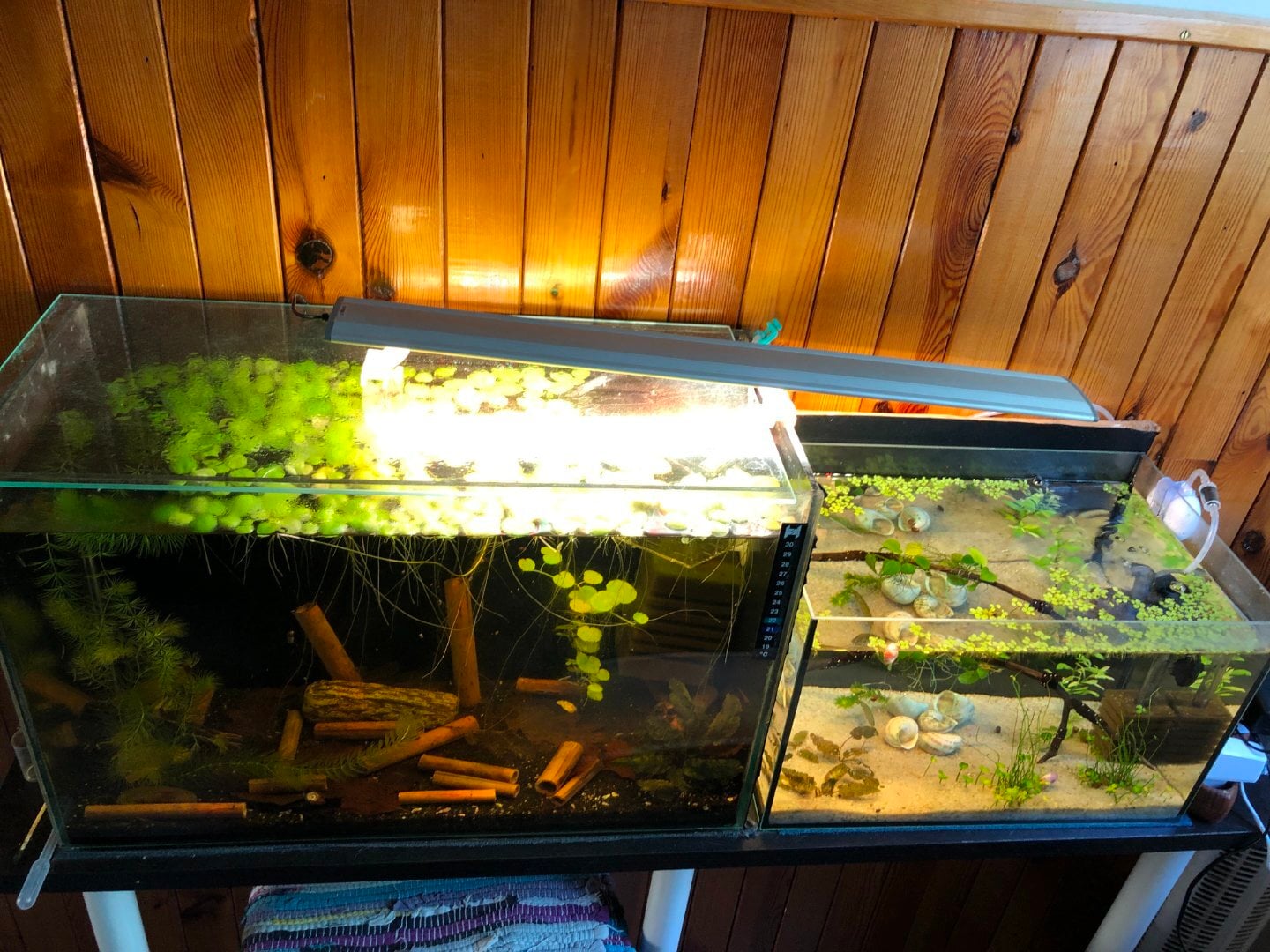 Freshwater clam in a small tank - General Chat - Aquarium Co-Op Forum