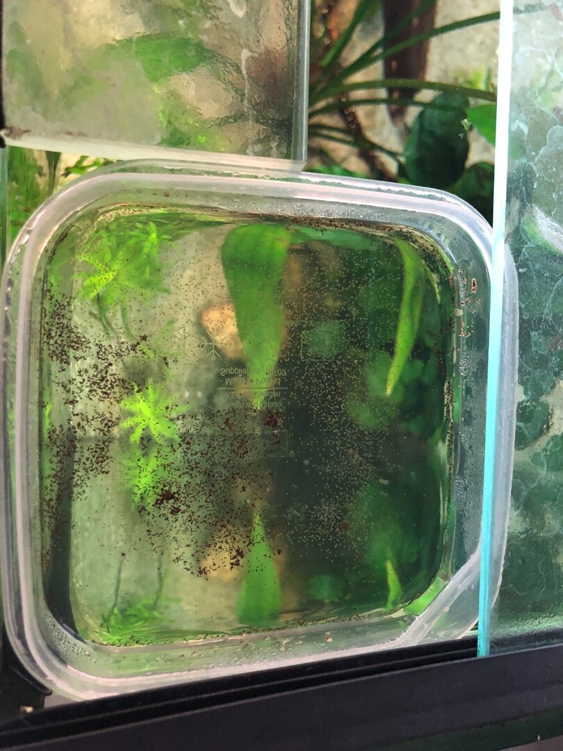 How to Make an Easy DIY Brine Shrimp Hatchery - Page 2 - Aquarium DIY ...