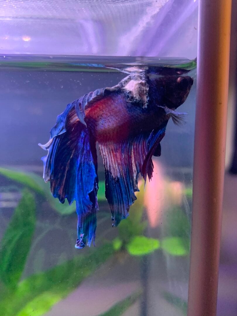 White Lump on Betta’s Head - Diseases - Aquarium Co-Op Forum