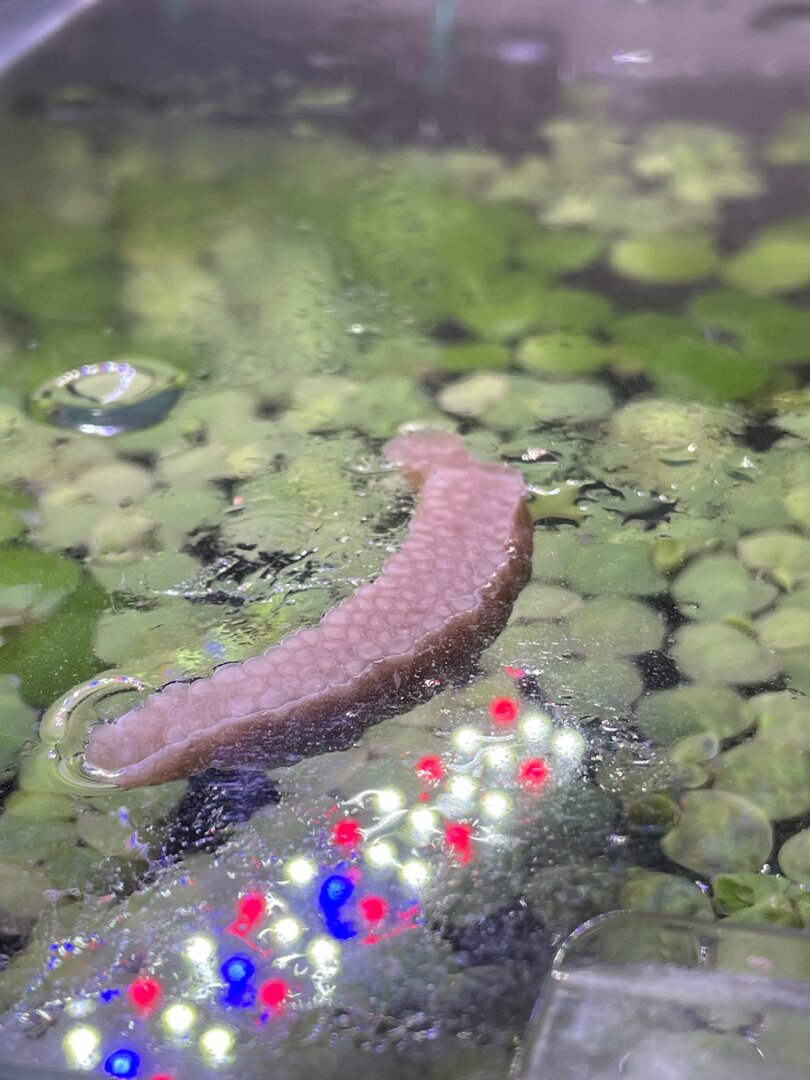 Found a Big Mystery Snail Clutch This Morning - Fish Breeding ...