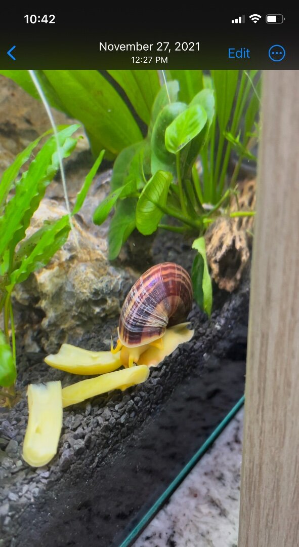 Found a Big Mystery Snail Clutch This Morning - Page 2 - Fish Breeding ...