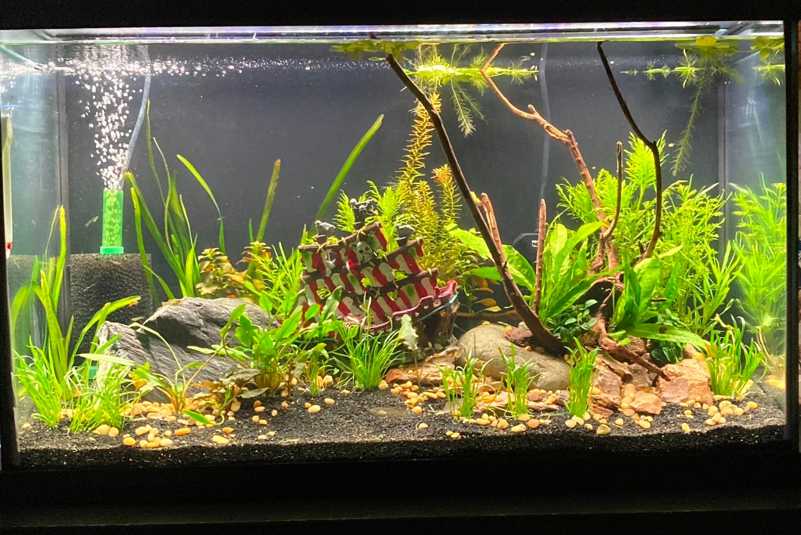 29 gallon Endler tank - Photos, Videos & Journals - Aquarium Co-Op Forum