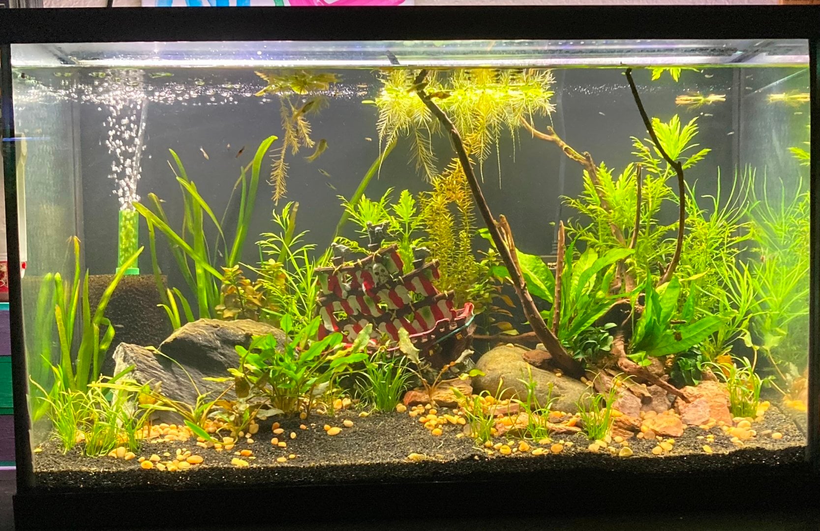 29 gallon Endler tank - Photos, Videos & Journals - Aquarium Co-Op Forum