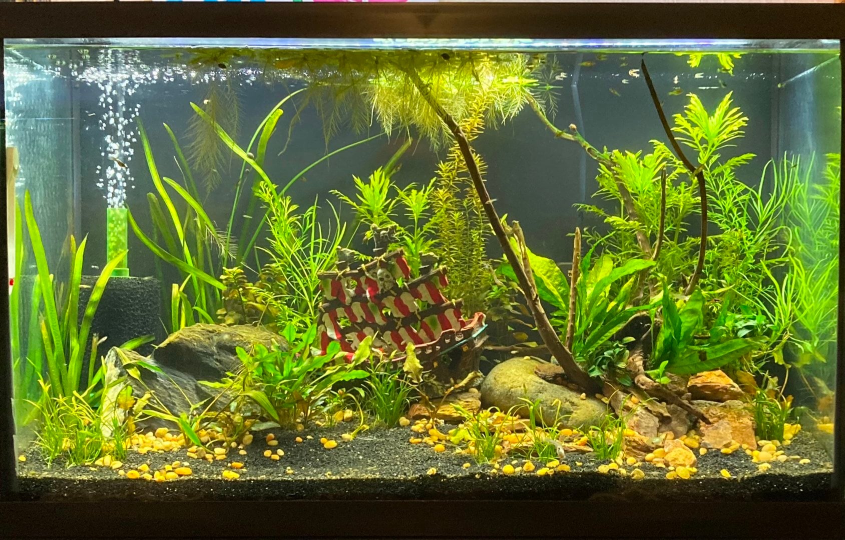 29 gallon Endler tank - Photos, Videos & Journals - Aquarium Co-Op Forum