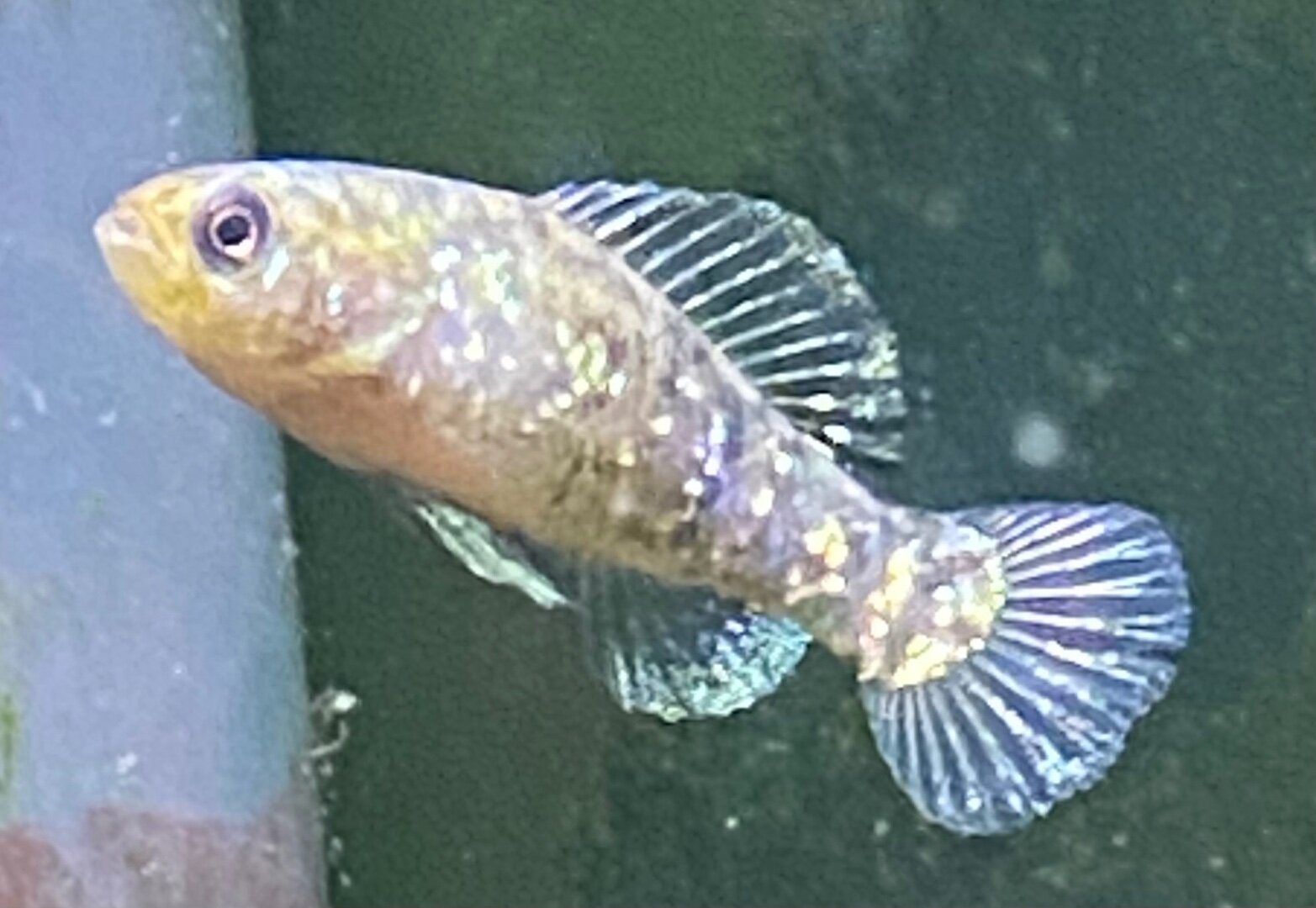 Pygmy Sunfish (was BPD tank) - Page 4 - Photos, Videos & Journals ...