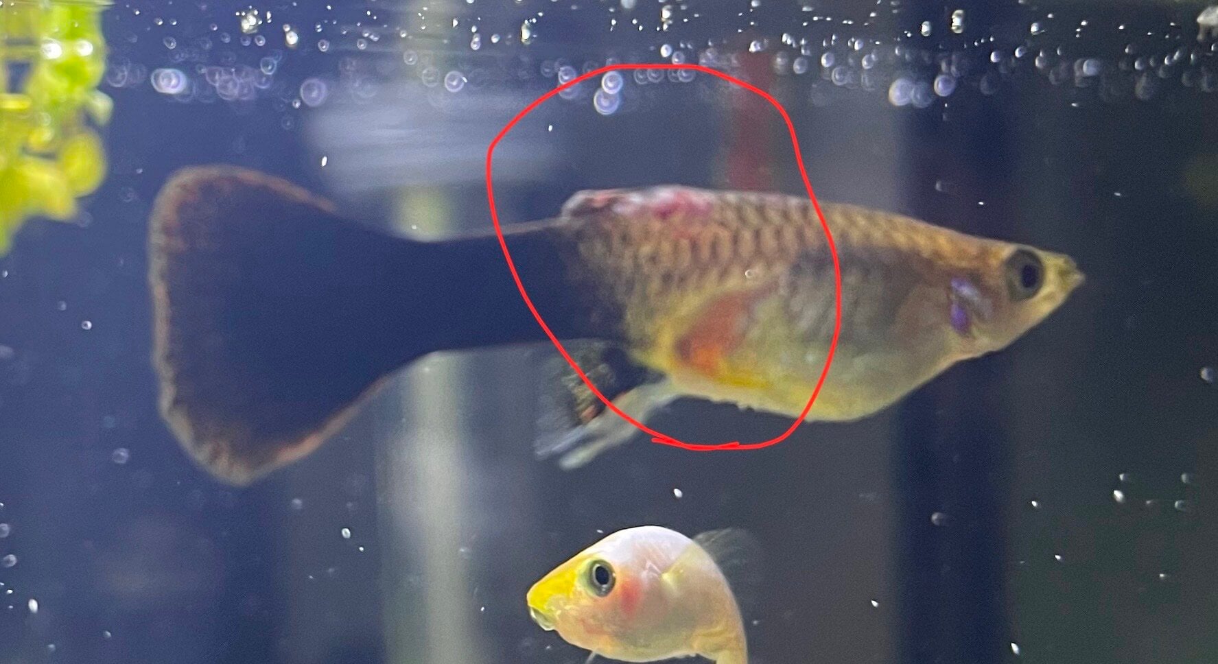 Need confirmation of dropsy asap please - Page 2 - Diseases - Aquarium ...