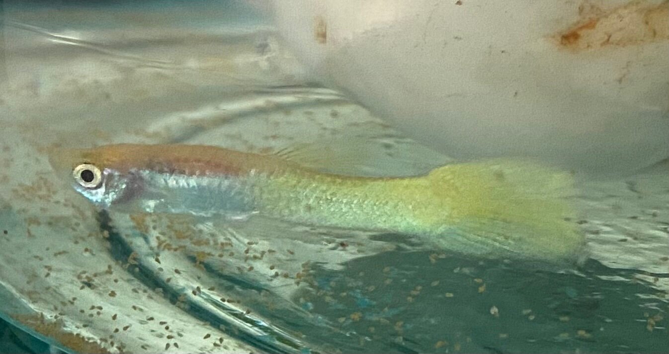 Camallanus - ever found it before the 'poking out' stage? - Diseases ...
