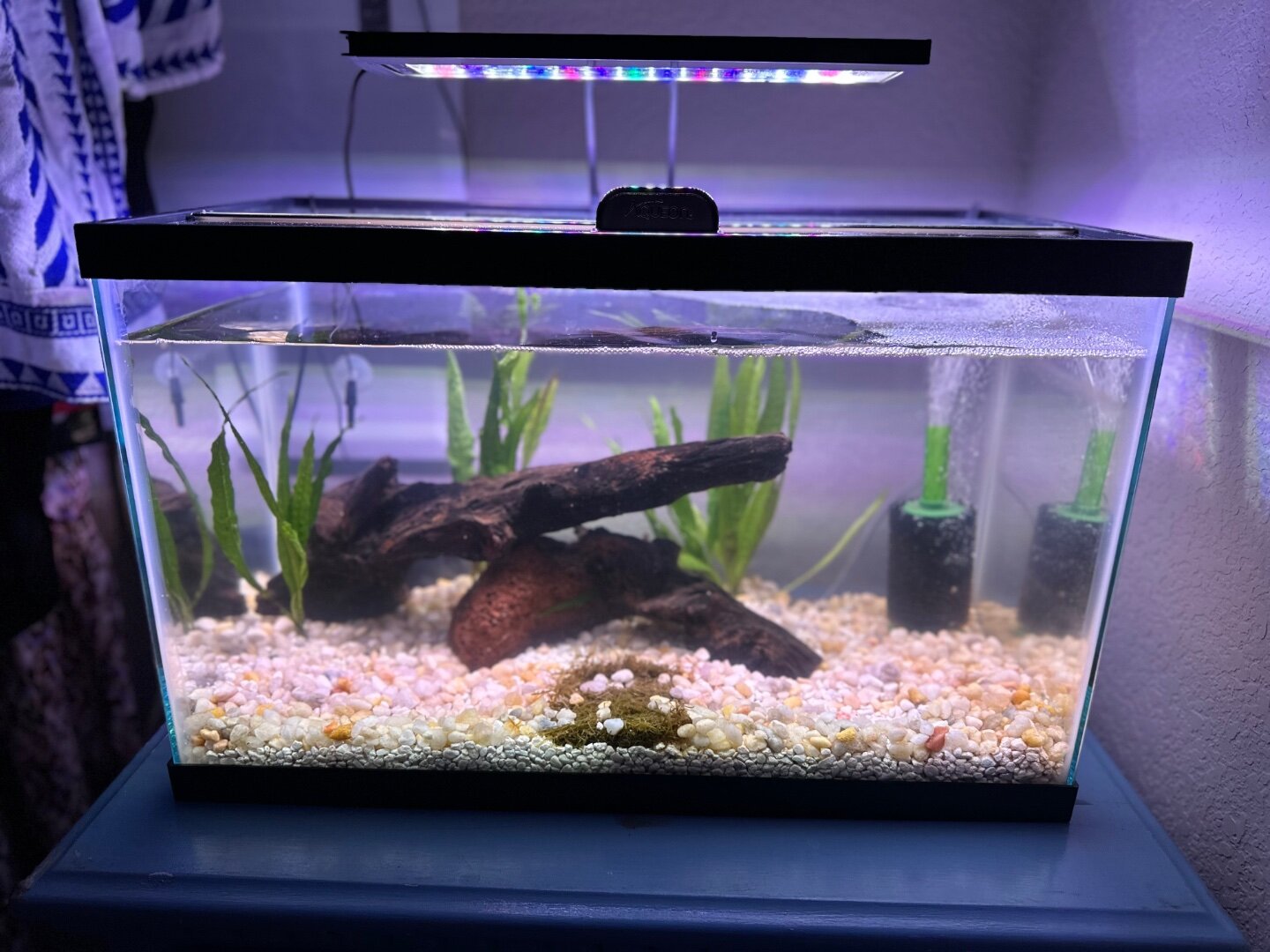 New tank cycle? - General Chat - Aquarium Co-Op Forum