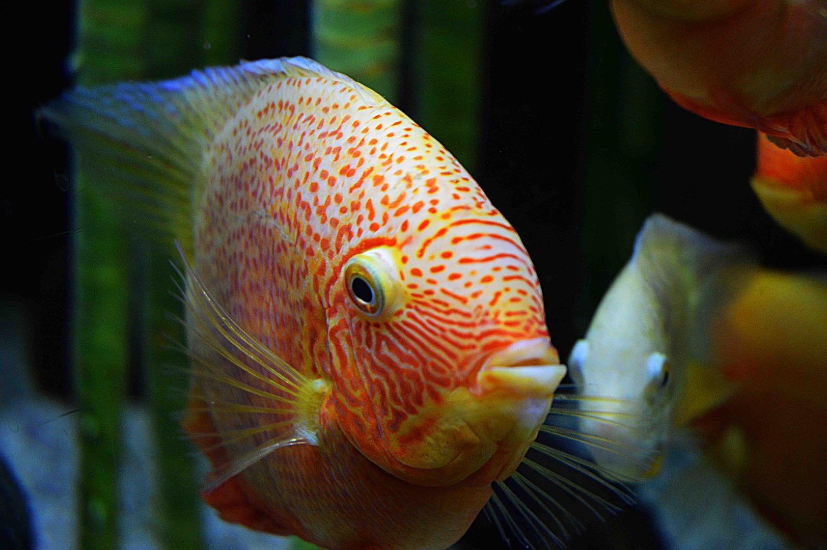 Do Fish Calculators Work? - General Chat - Aquarium Co-Op Forum