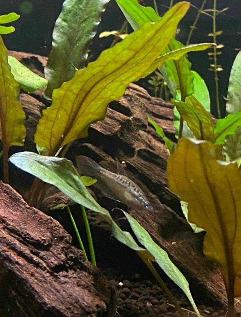 Sparkling Gourami - General Chat - Aquarium Co-Op Forum