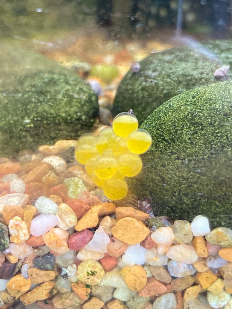 Unexpected Pleco Eggs! AHHH - Fish Breeding - Aquarium Co-Op Forum