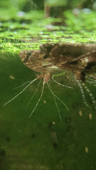 Possible African Butterfly Fish Breeding Dance/Ritual - Fish Breeding ...