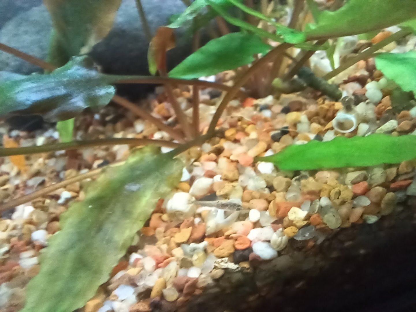 Baby Barbs - Fish Breeding - Aquarium Co-Op Forum