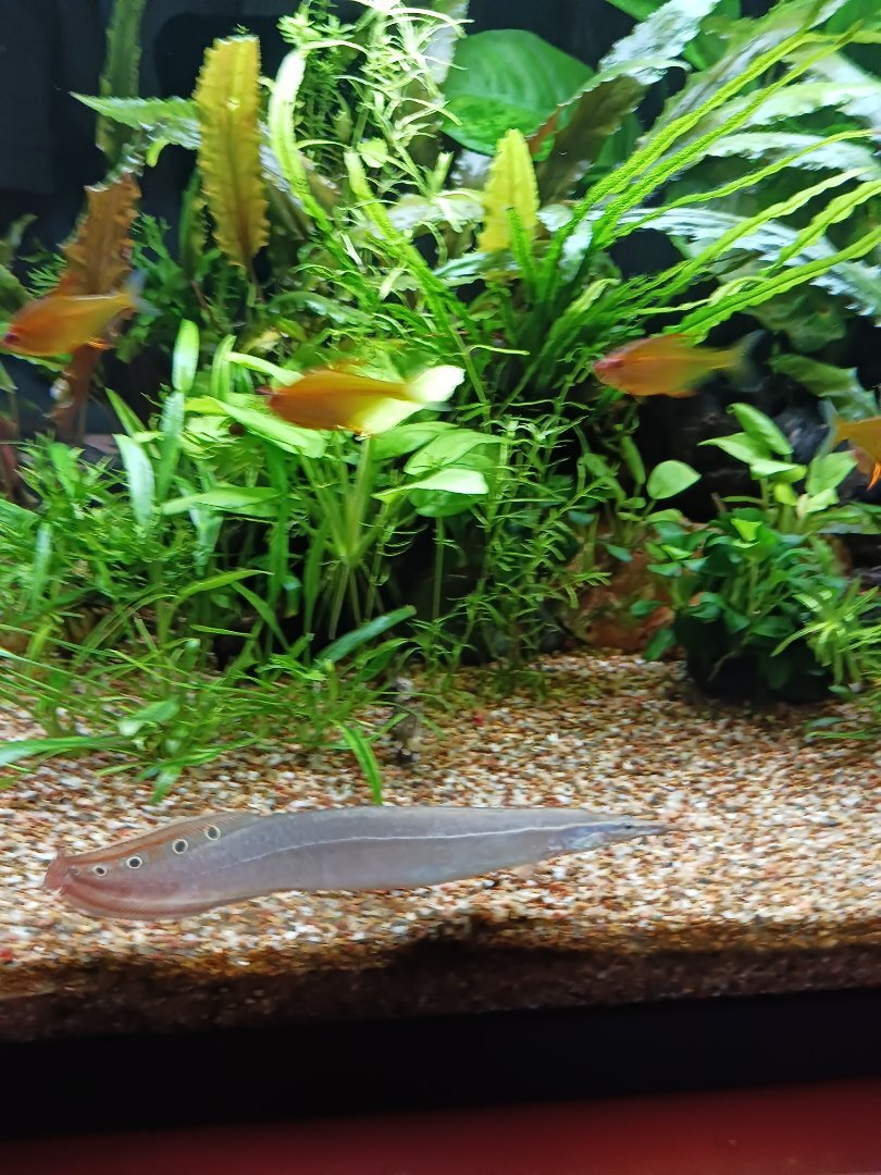 Dwarf Redtail eel - Photos, Videos & Journals - Aquarium Co-Op Forum