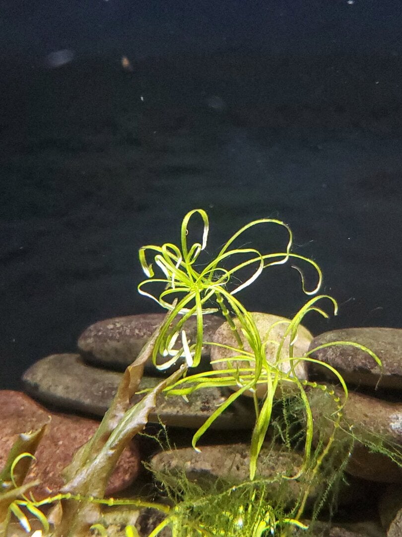 Curling leaves, deficiency - Plants, Algae, and Fertilizers - Aquarium ...