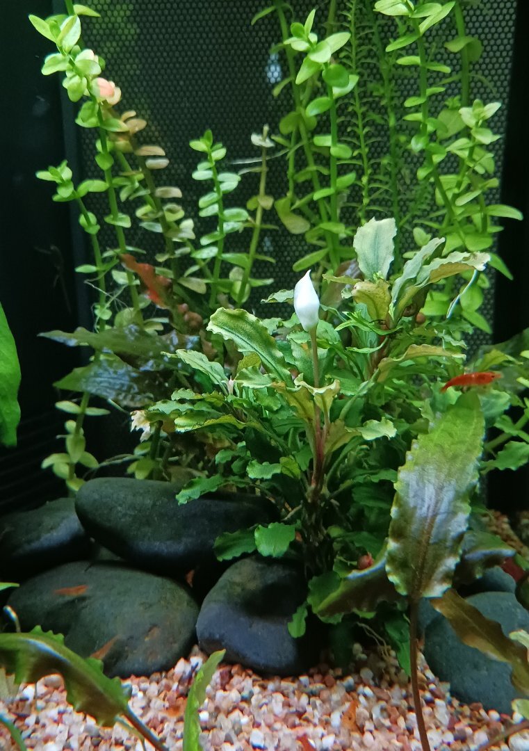 Flowering Buce - Photos, Videos & Journals - Aquarium Co-Op Forum
