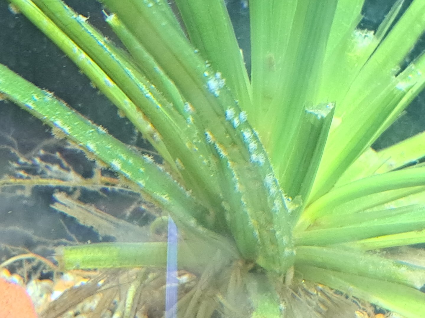 Fungus? - General Chat - Aquarium Co-Op Forum