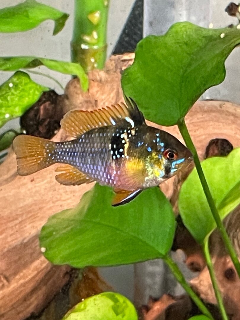 German Blue Ram Color - General Chat - Aquarium Co-Op Forum