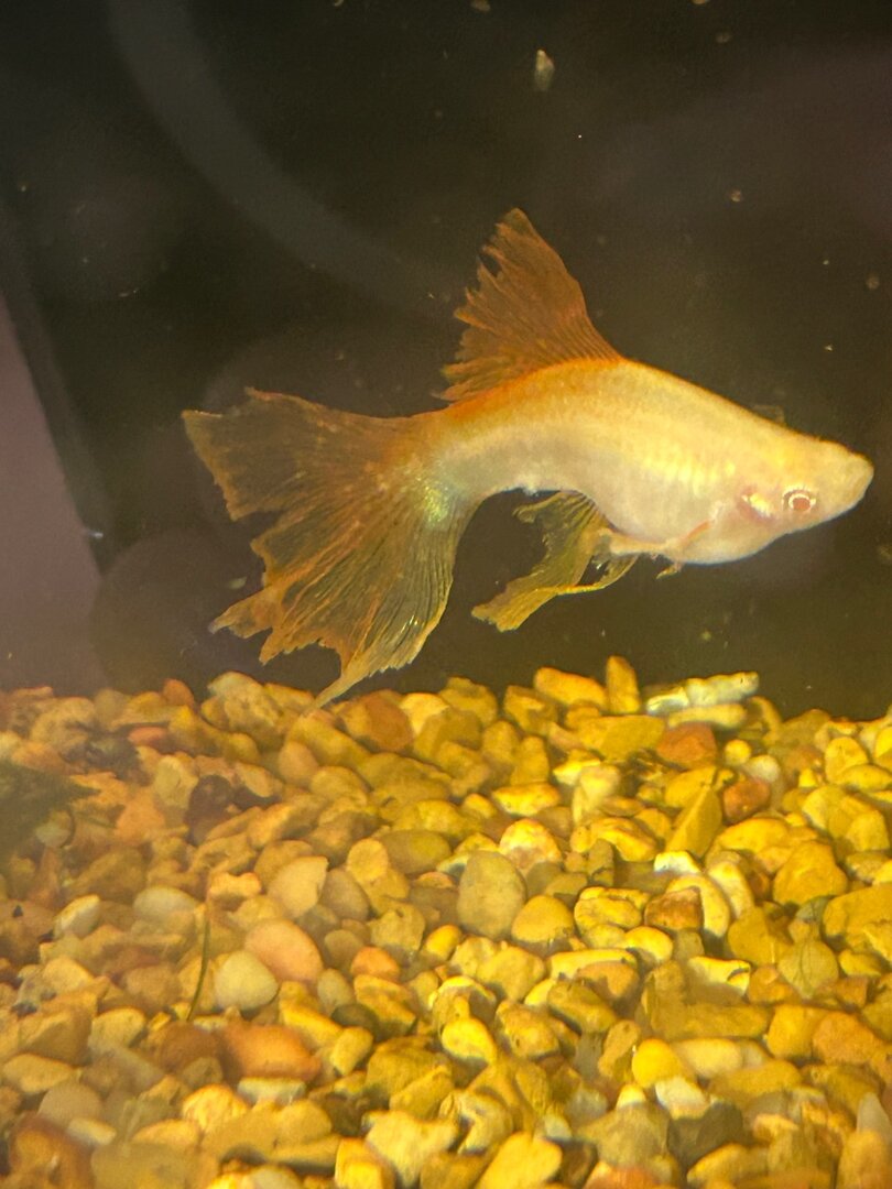 Weird growths on swordtail - Diseases - Aquarium Co-Op Forum