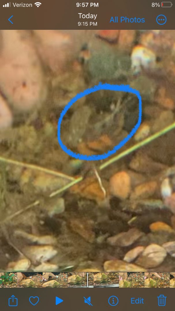 new angel fish stuck to bottom of tank - Diseases - Aquarium Co-Op Forum