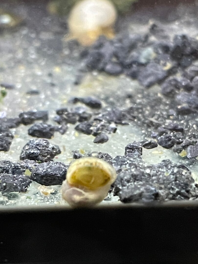Found a Big Mystery Snail Clutch This Morning - Page 4 - Fish Breeding ...