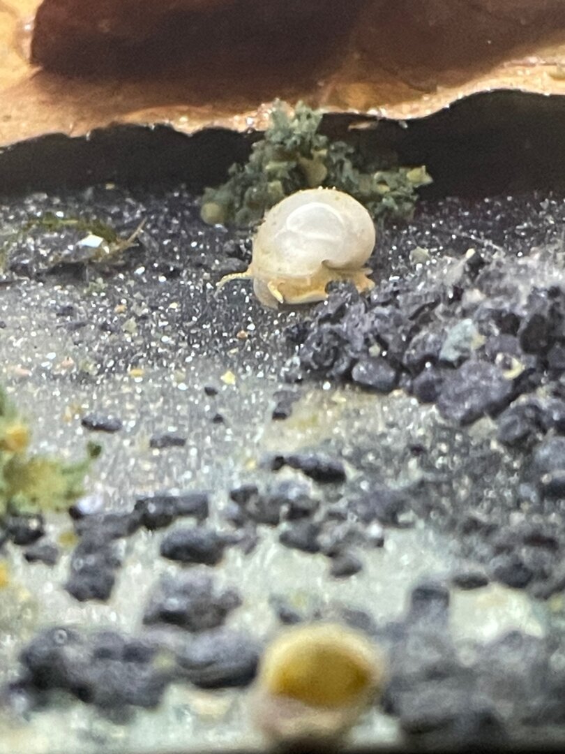Found a Big Mystery Snail Clutch This Morning - Page 4 - Fish Breeding ...
