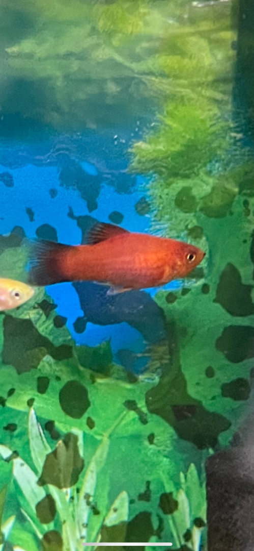 Cursed Aquarium - General Chat - Aquarium Co-Op Forum