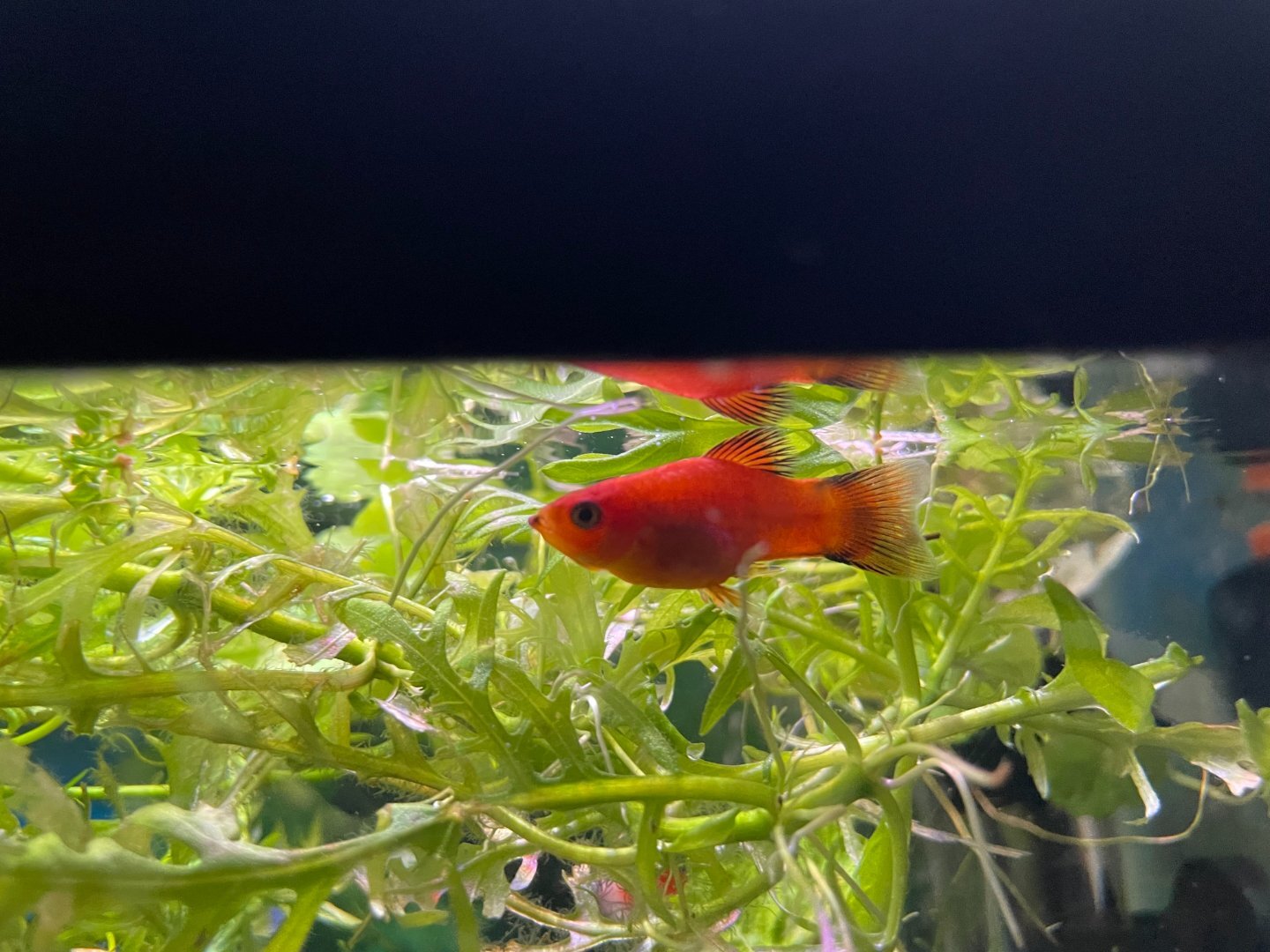 Cursed Aquarium - General Chat - Aquarium Co-Op Forum