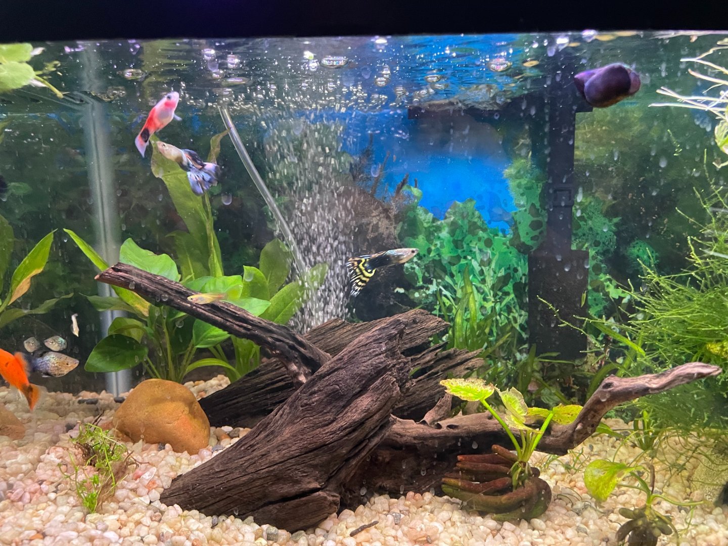 Cursed Aquarium - General Chat - Aquarium Co-Op Forum