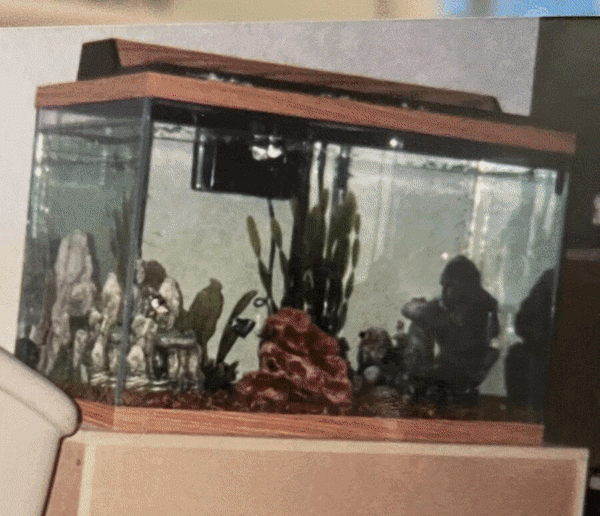 GIF Timelapse: Tank Evolution - General Chat - Aquarium Co-Op Forum