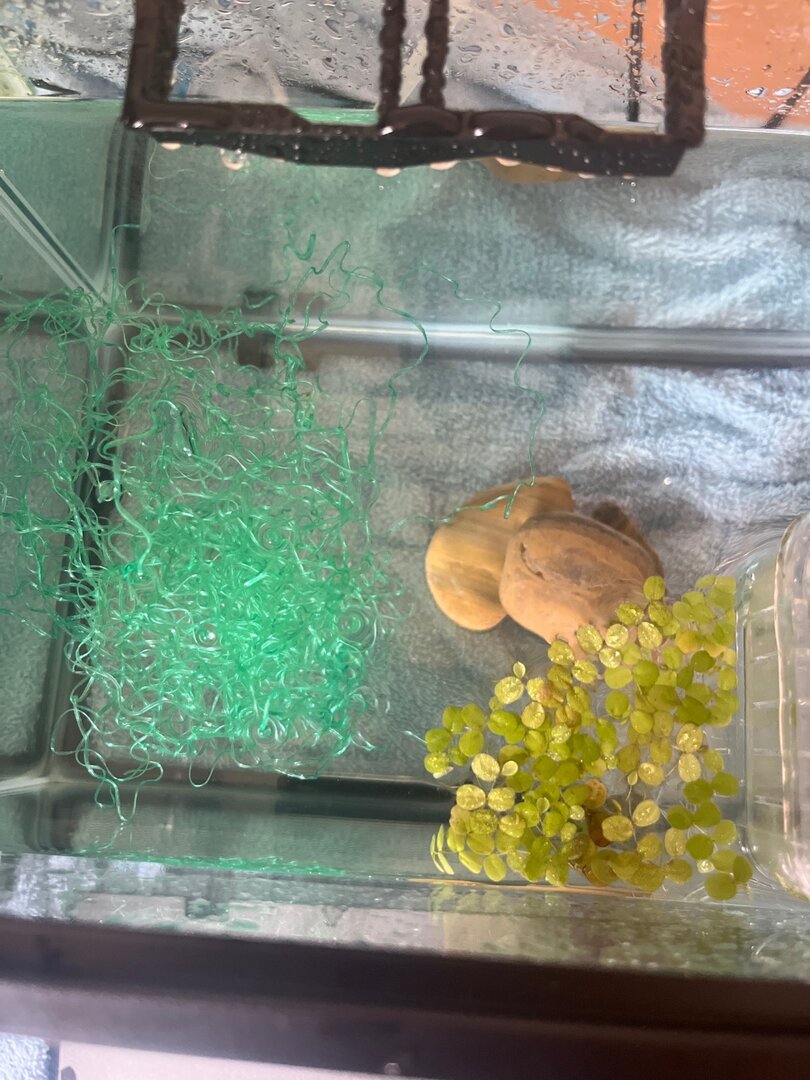 Separating newly hatched fry from 2 week old fry - Fish Breeding ...