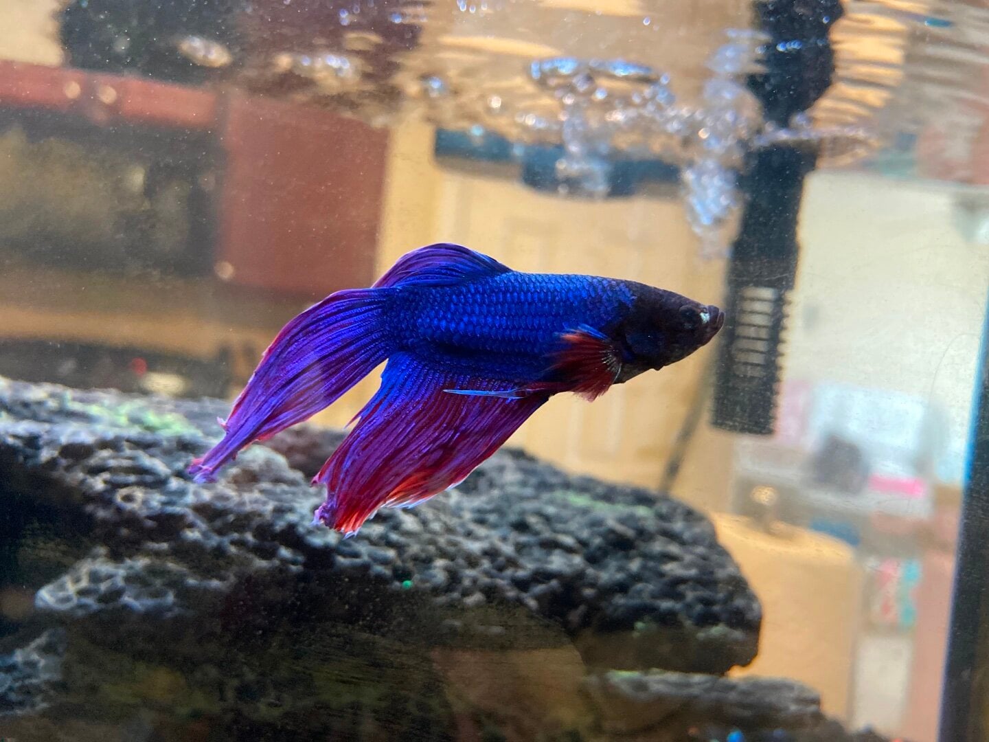 Betta has a big belly over night - Diseases - Aquarium Co-Op Forum