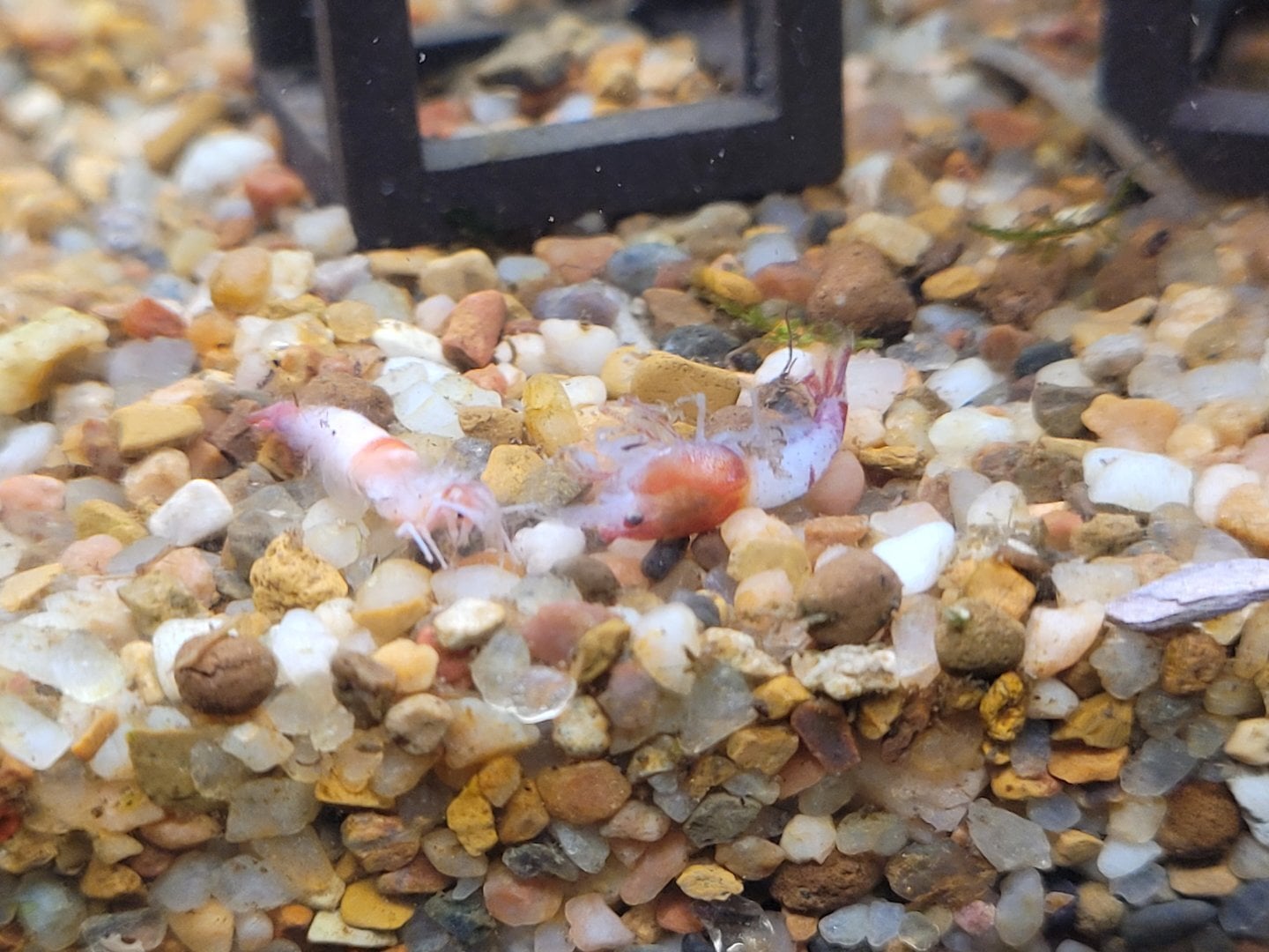 Neocardina shrimp Deaths - Diseases - Aquarium Co-Op Forum