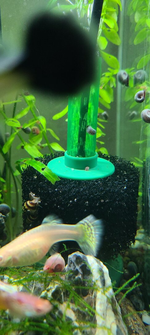 Air Stone Placement for a Sponge Filter - General Chat - Aquarium Co-Op ...