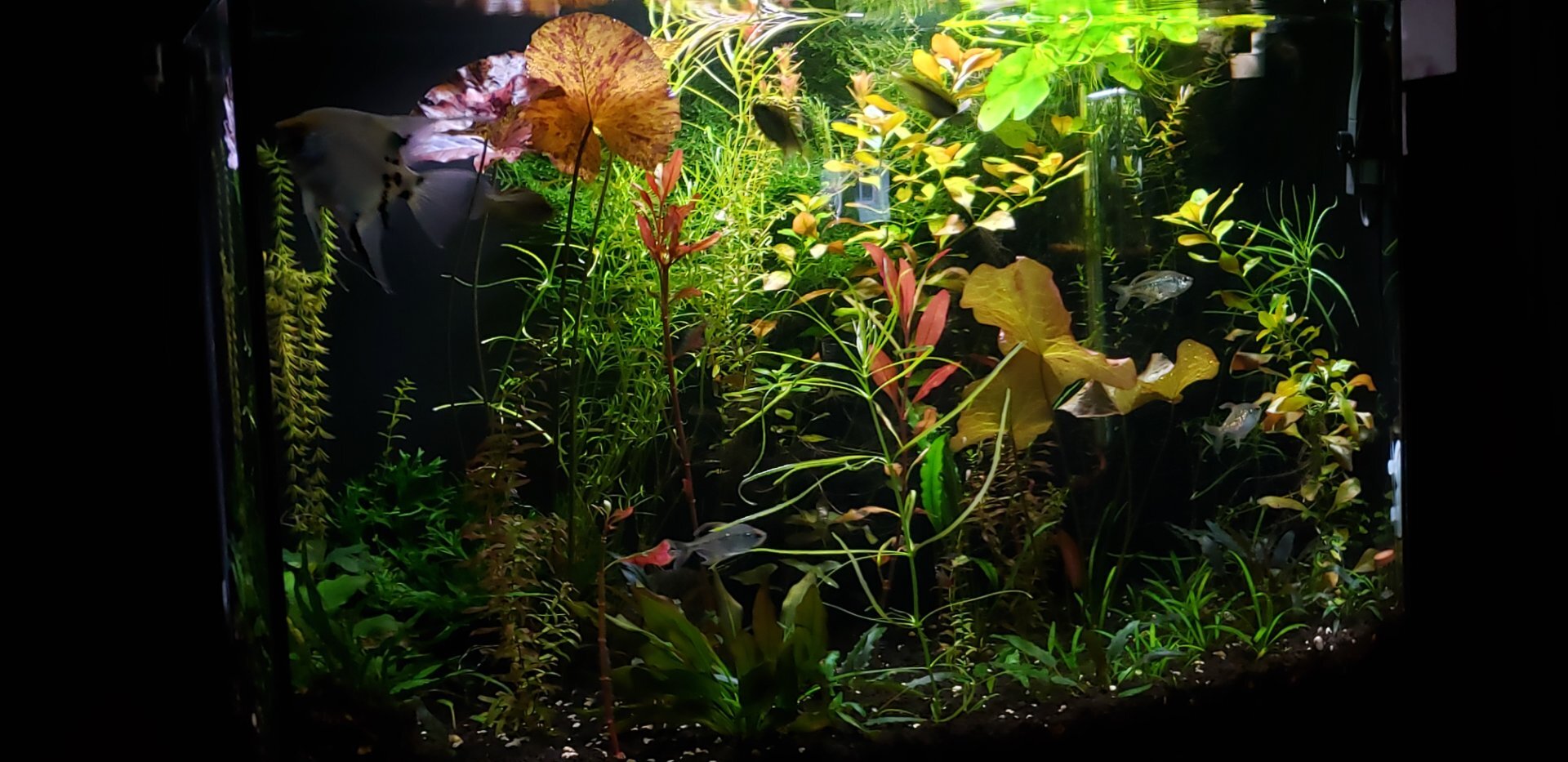 What Does Your Fert Schedule look like? - Plants, Algae, and ...