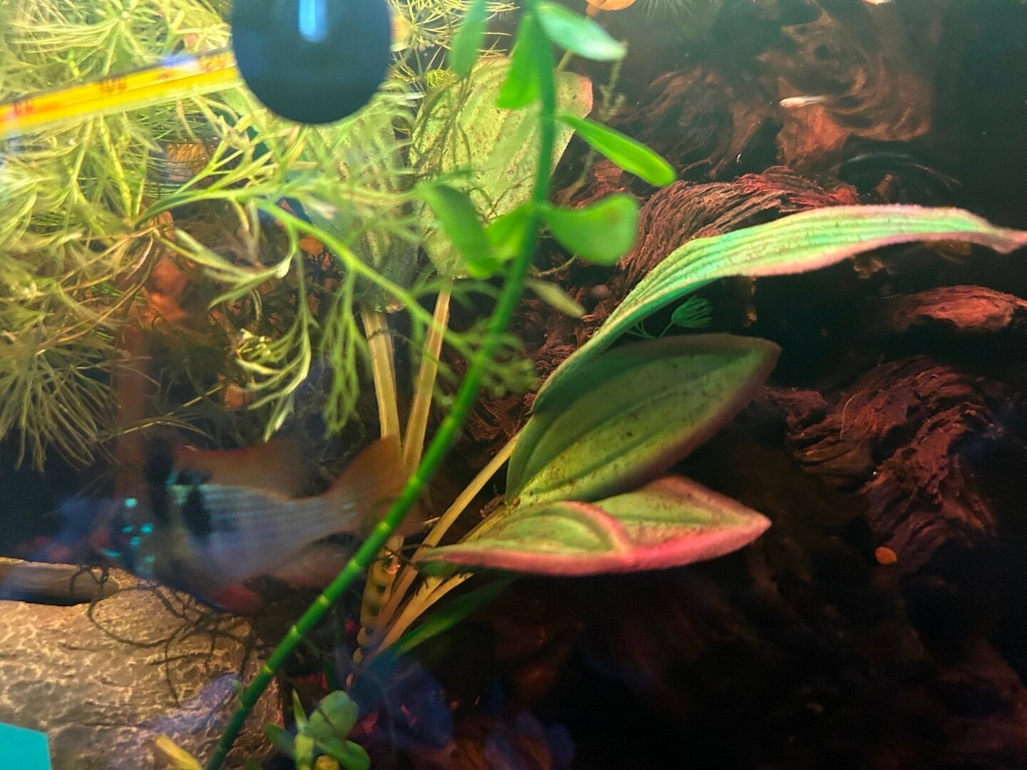 German Blue Ram won’t eat - Diseases - Aquarium Co-Op Forum