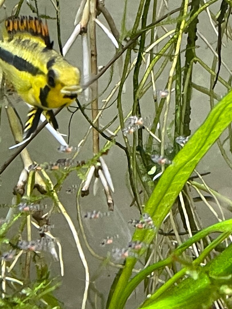 Fish with parental instincts suggestions - Fish Breeding - Aquarium Co ...