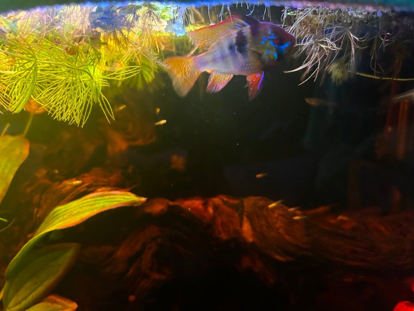 German Blue Ram won’t eat - Diseases - Aquarium Co-Op Forum
