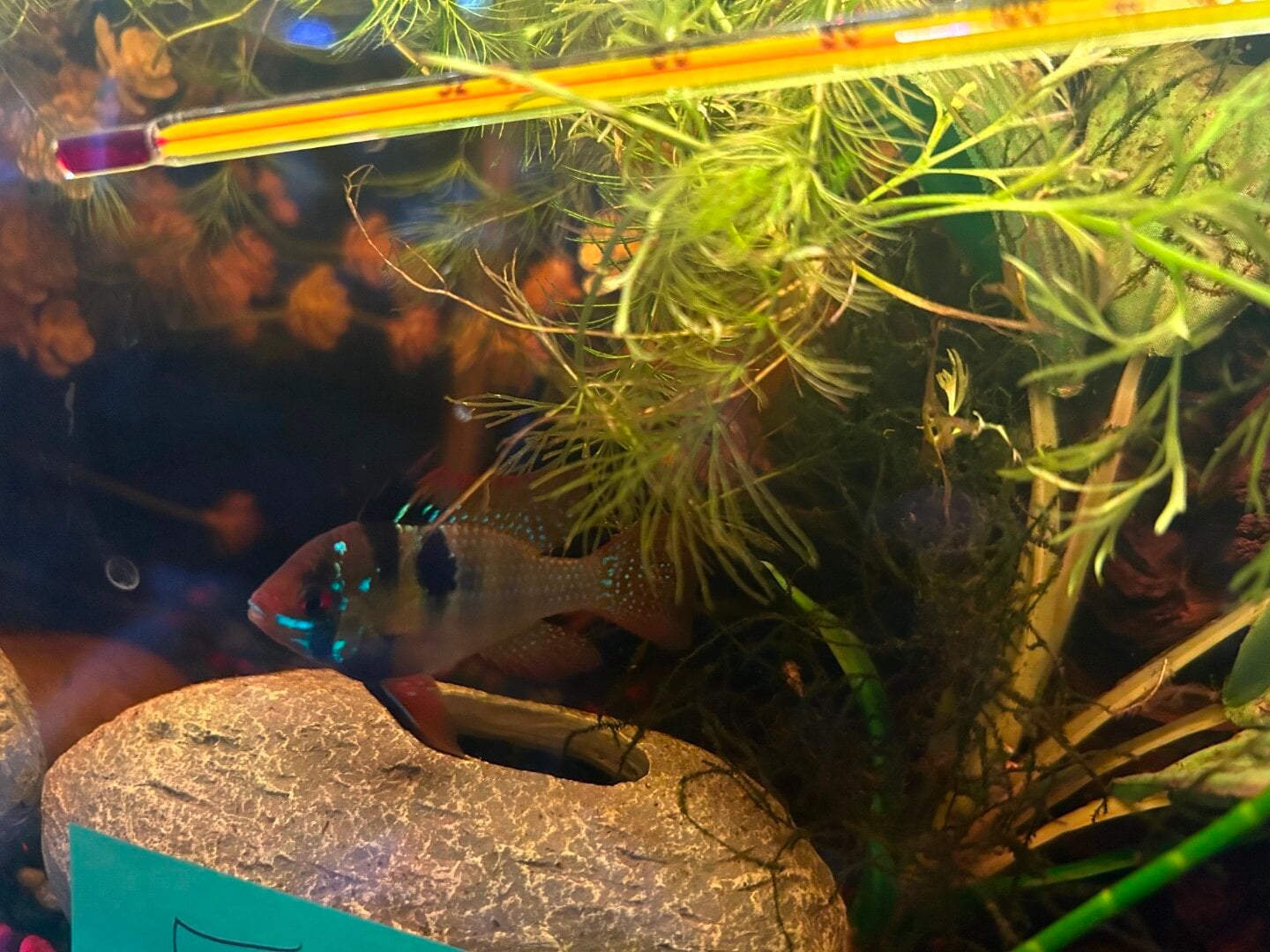 German Blue Ram won’t eat - Diseases - Aquarium Co-Op Forum