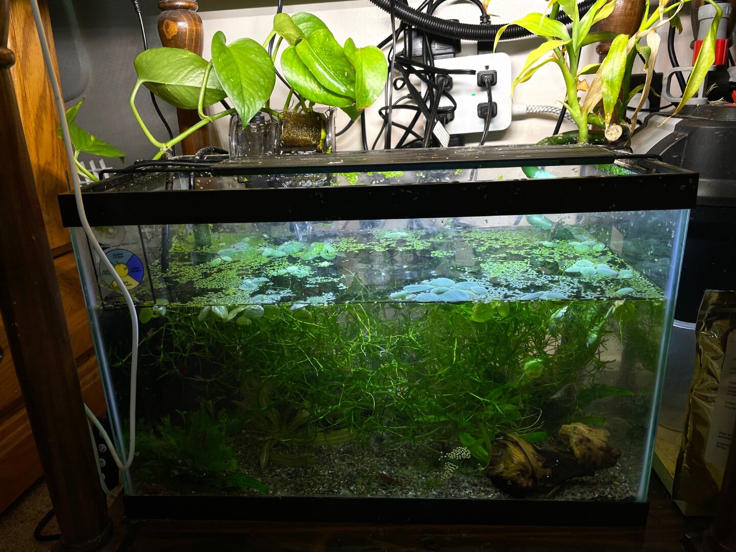 The sad tank - General Chat - Aquarium Co-Op Forum