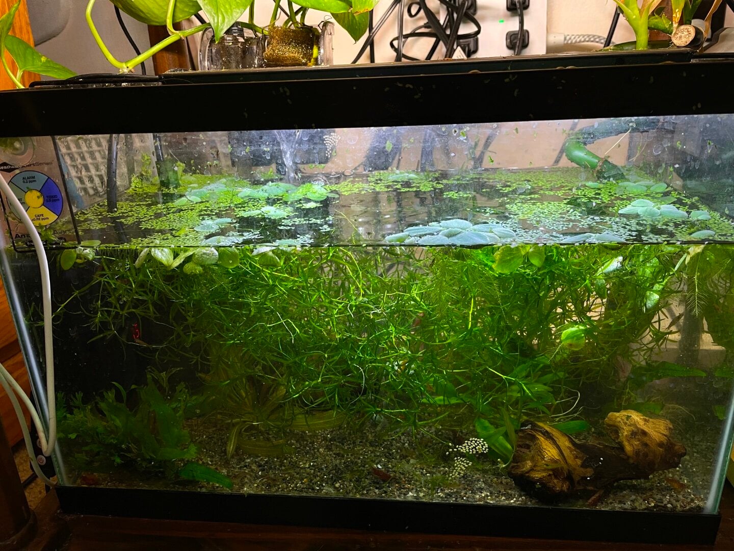 The sad tank - General Chat - Aquarium Co-Op Forum